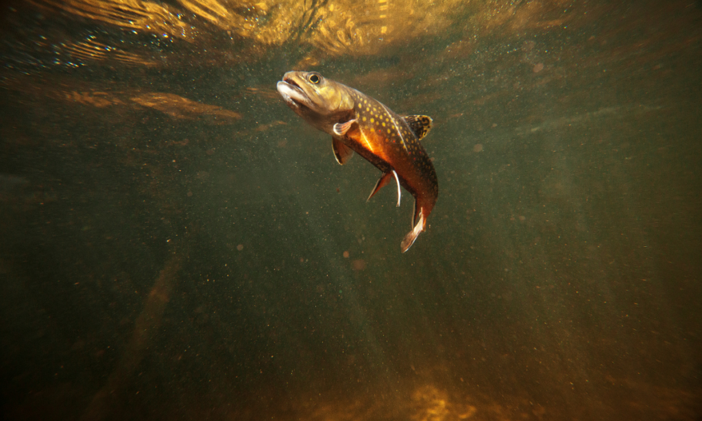 Fisch macht schlau