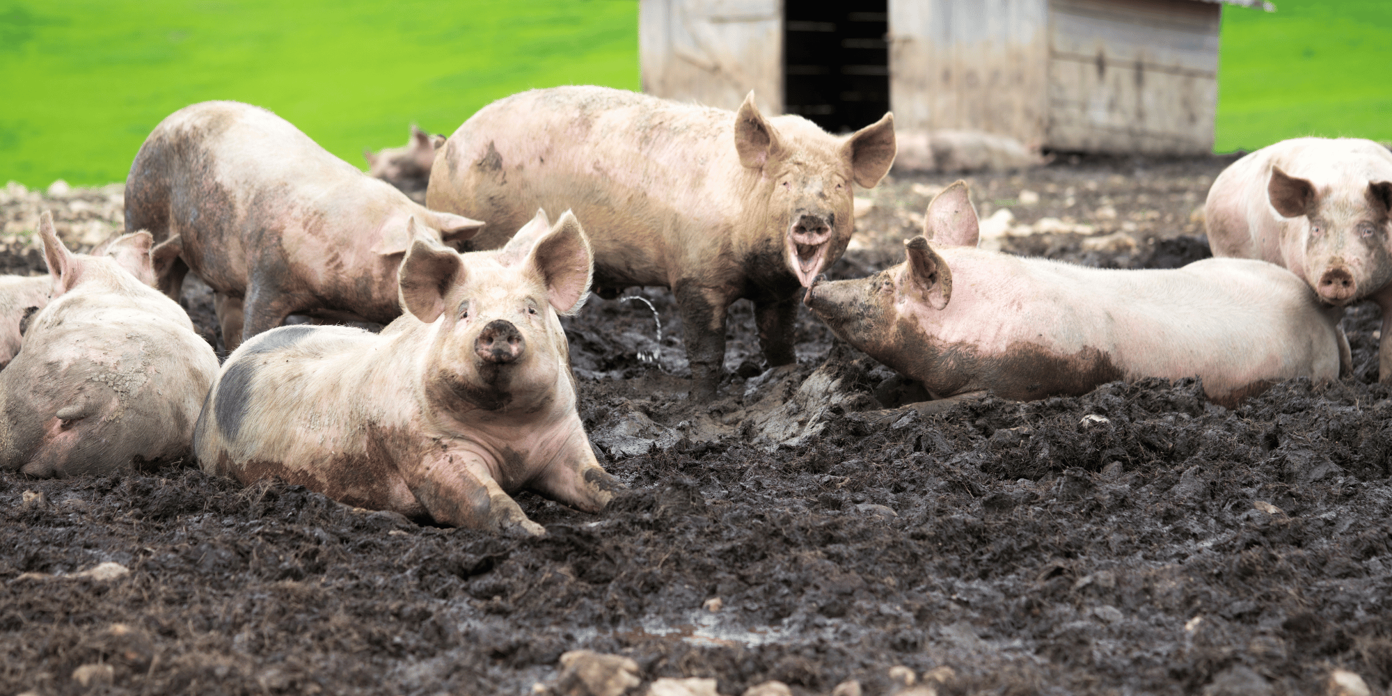 Was Schweine für ein gutes Leben brauchen