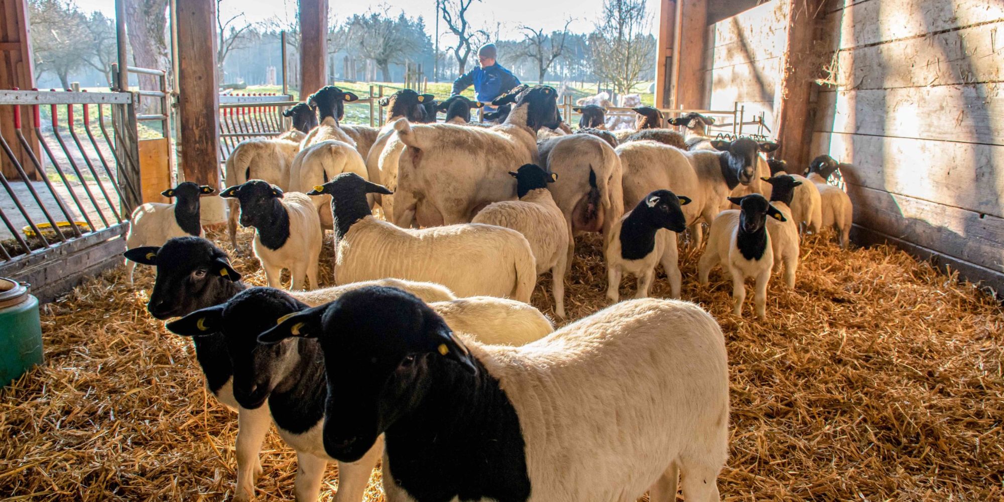 „Immer schön kleinweise“ im Biohof Wölfleder 🐑