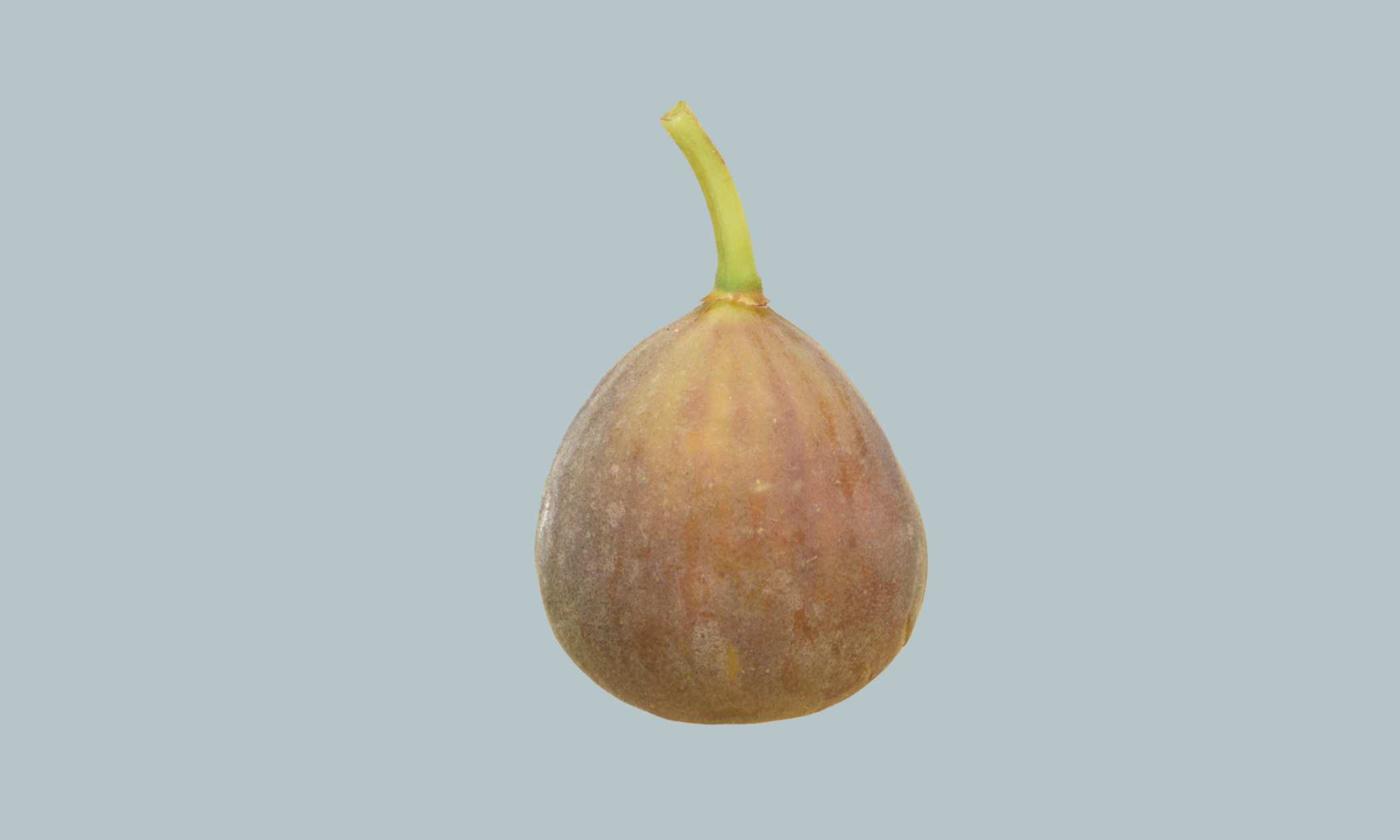 Feige: Eine Frucht zwischen Mythos und Meisterwerk - Gaumen Hoch
