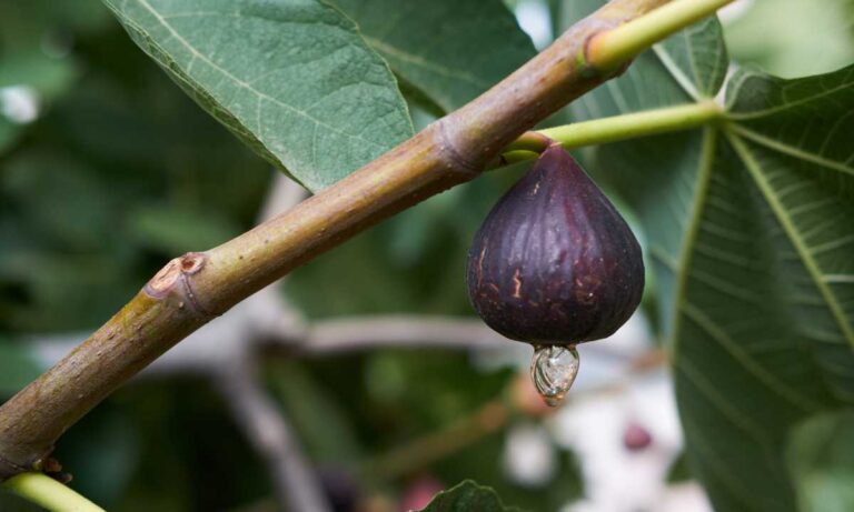 Feige: Eine Frucht zwischen Mythos und Meisterwerk - Gaumen Hoch